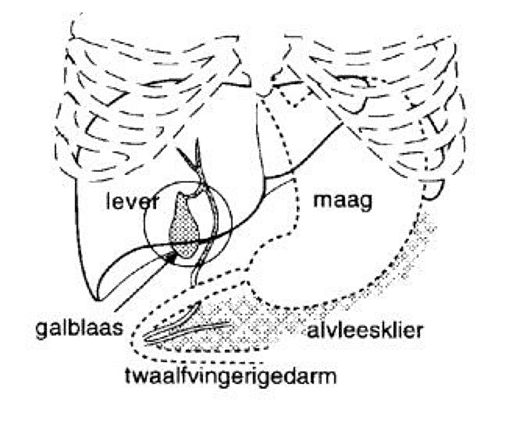 Galblaas verwijderen - Alrijne Ziekenhuis